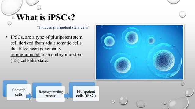 Stem Cells iPSCs | PPTX | Genetics | Science