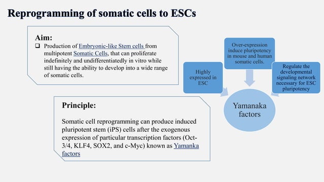 Stem Cells iPSCs | PPTX | Genetics | Science