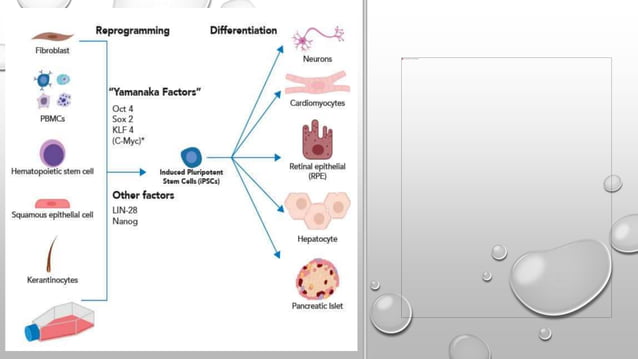 Stem Cells iPSCs | PPTX | Genetics | Science