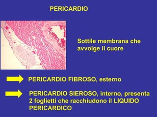 Ipsia 3 cuore_anatomia | PPT