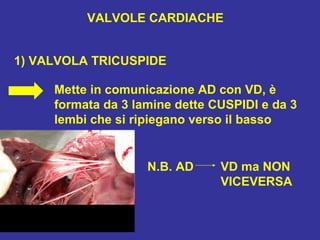 Ipsia 3 cuore_anatomia | PPT