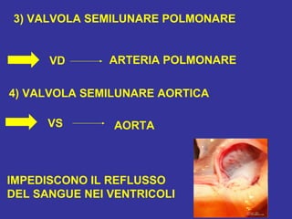 Valvola Semilunare Polmonare