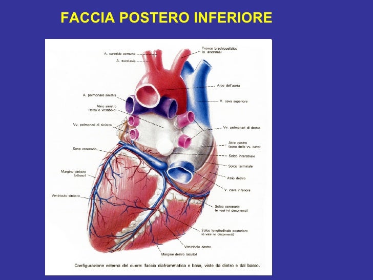 Ipsia 3 cuore_anatomia