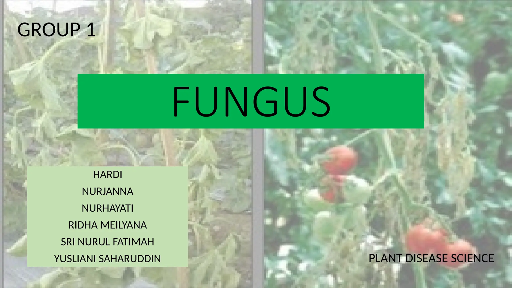 ipt cendawan inggi.pptx presentasiiiiiiiiiiiiiiii | PPTX