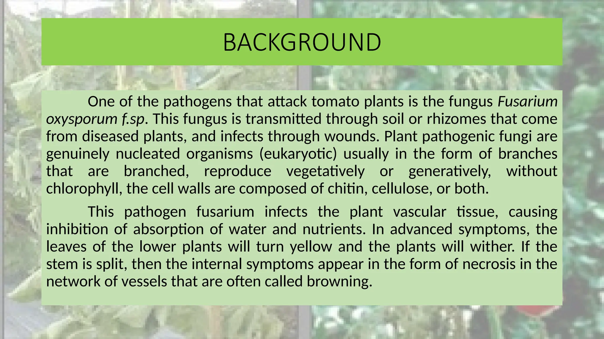 ipt cendawan inggi.pptx presentasiiiiiiiiiiiiiiii | PPTX