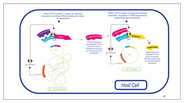 Iptg induction | PPT