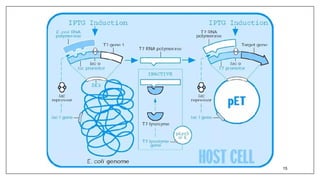 Iptg induction | PPT