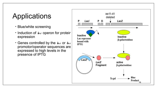 Iptg induction | PPT