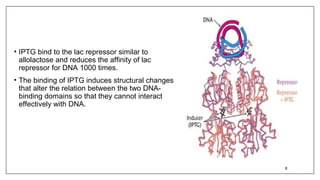 Iptg induction | PPT
