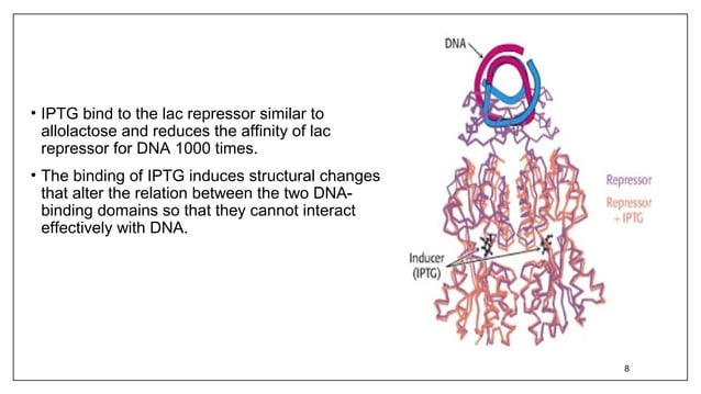 Iptg induction | PPT