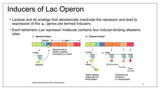 Lac Operon Iptg