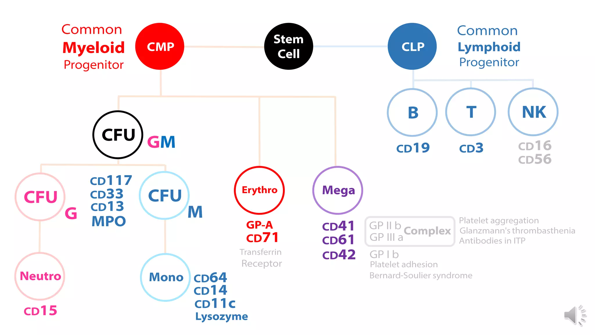 Immunophenotyping of acute leukemia - part 2 | PDF