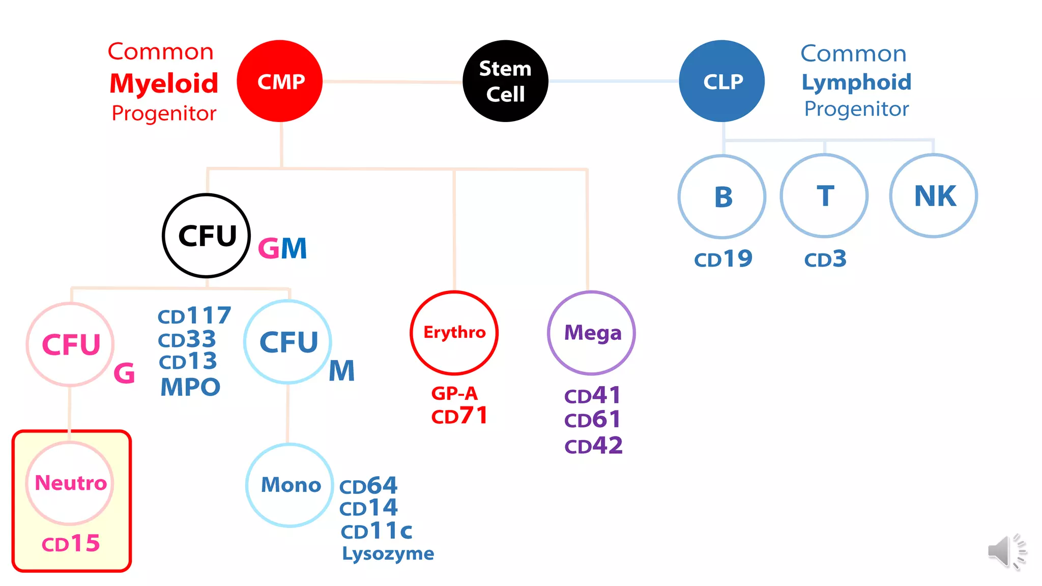 Immunophenotyping of acute leukemia - part 2 | PDF