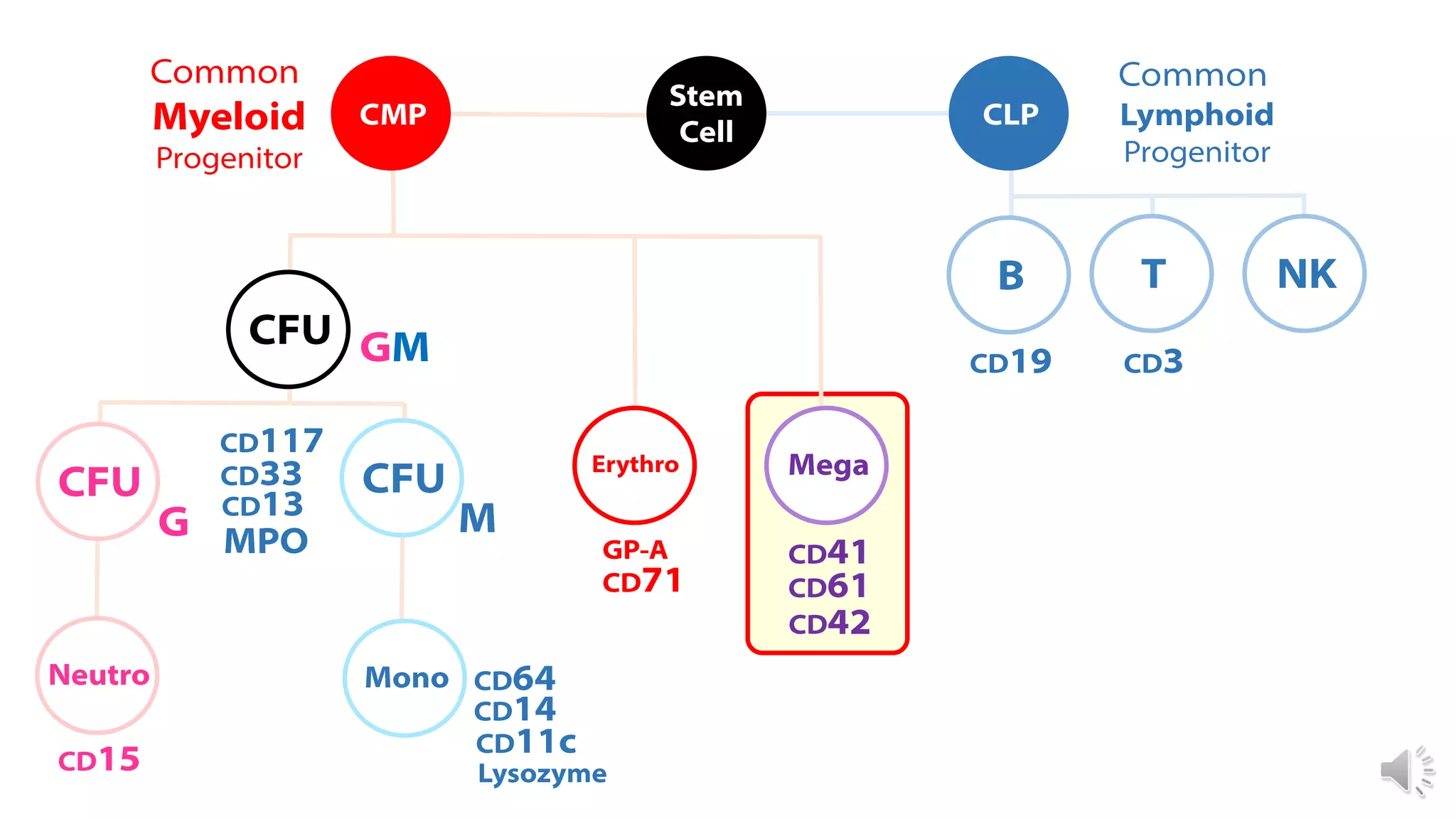 Immunophenotyping of acute leukemia - part 2 | PDF