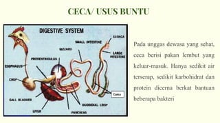 IPT UNGGAS iiiiiiiiiiiiiiiiii Kel 2.pptx