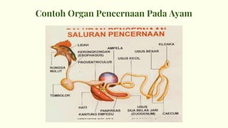 IPT UNGGAS iiiiiiiiiiiiiiiiii Kel 2.pptx