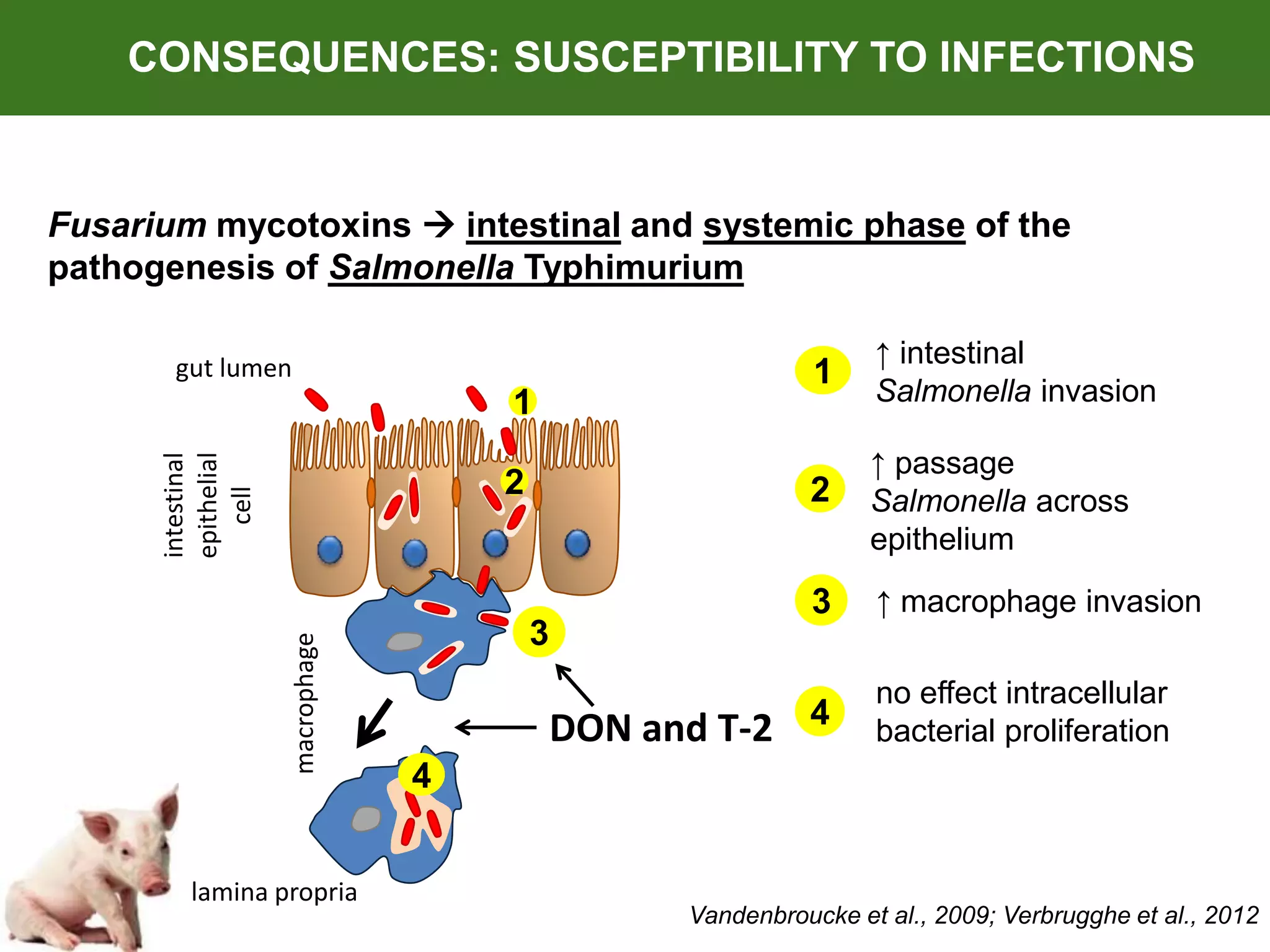 MYCOTOXINS and ANIMAL HEALTH: focus on intestinal health | PPT