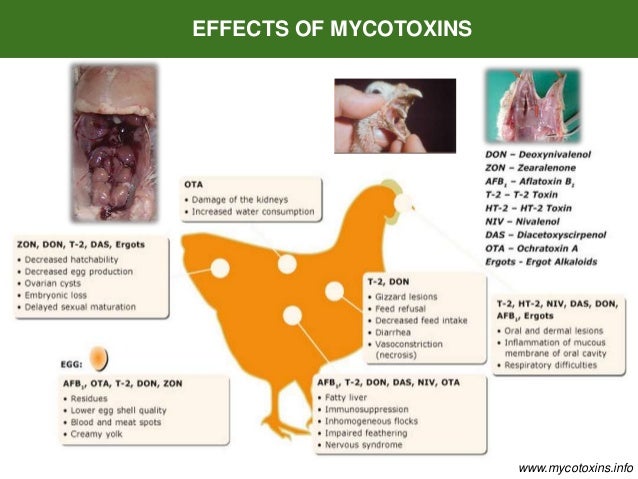MYCOTOXINS and ANIMAL HEALTH: focus on intestinal health