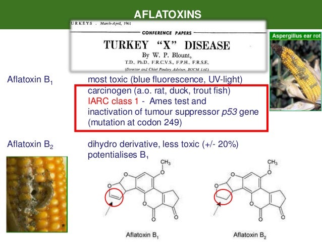 MYCOTOXINS and ANIMAL HEALTH: focus on intestinal health