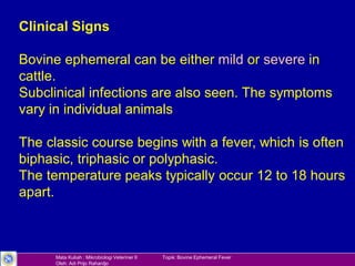 IP Viral BEF-engl_rev.pdf