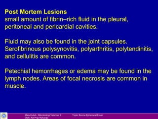 IP Viral BEF-engl_rev.pdf