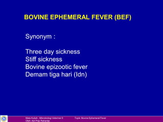 IP Viral BEF-engl_rev.pdf