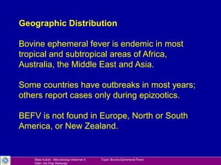 IP Viral BEF-engl_rev.pdf
