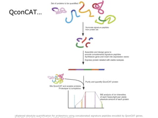 iQconCAT: quantitative proteomics from instrument to browser | PPT | Chemistry | Science