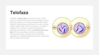 Razmnozavanje. Mitoza. Spermatogeneza.pptx