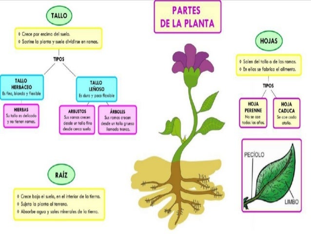 Las plantas 5º