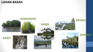 Pengelolaan lahan basah (mangrove dan gambut) | PDF