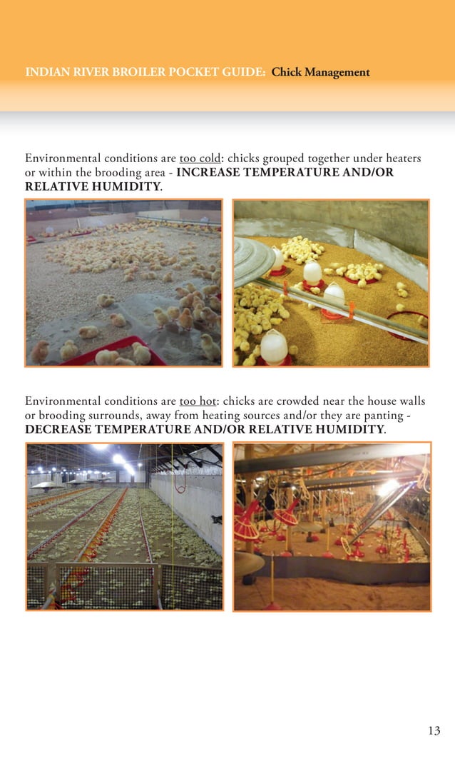 Indian River Broiler Pocket Guide | PDF | Birds | Pets