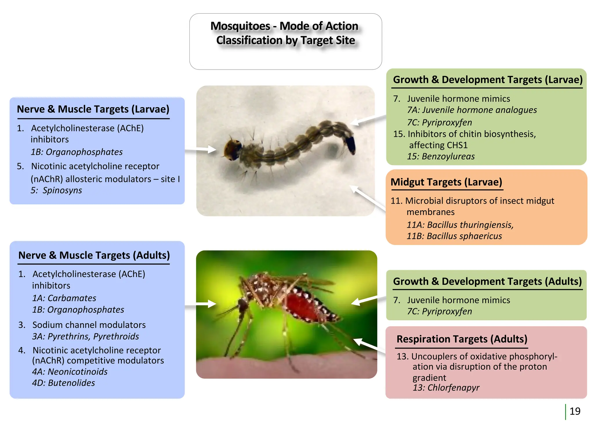 Active Ingredient Mode of Action of Insecticide | PDF