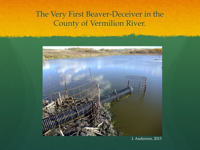 Iraleigh Anderson - Working with the American Beaver - Restoration ...