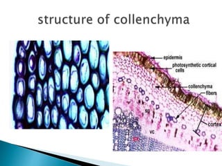 Collenchyma Slide