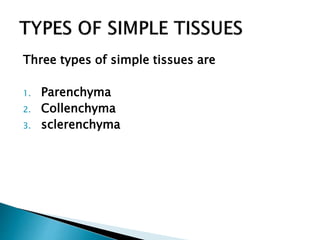 simple tissues | PPTX