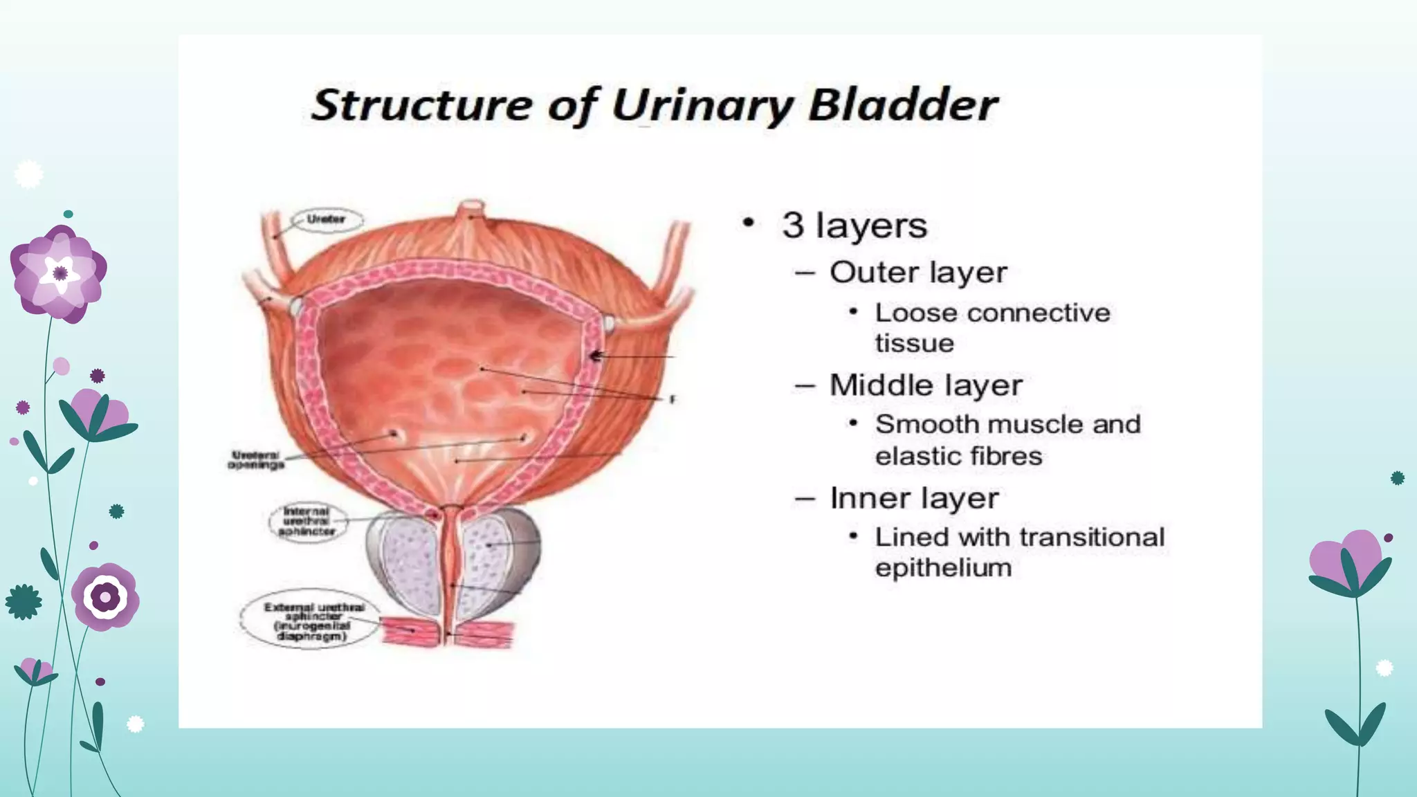 excretory system | PPT