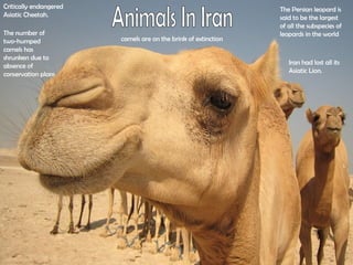 Iran Presentation1 | PPT