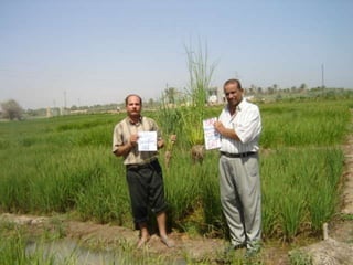 1044 Iraq System of Rice Intensifcation (SRI) Photos | PPT