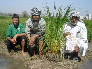 1044 Iraq System of Rice Intensifcation (SRI) Photos | PPT