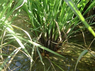 1044 Iraq System of Rice Intensifcation (SRI) Photos | PPT