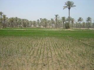 1044 Iraq System of Rice Intensifcation (SRI) Photos | PPT