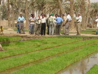 1044 Iraq System of Rice Intensifcation (SRI) Photos | PPT