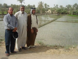 1044 Iraq System of Rice Intensifcation (SRI) Photos | PPT
