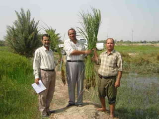 1044 Iraq System of Rice Intensifcation (SRI) Photos | PPT