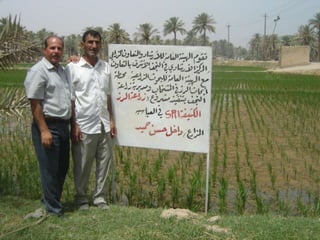 1044 Iraq System of Rice Intensifcation (SRI) Photos | PPT