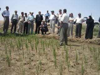 1044 Iraq System of Rice Intensifcation (SRI) Photos | PPT