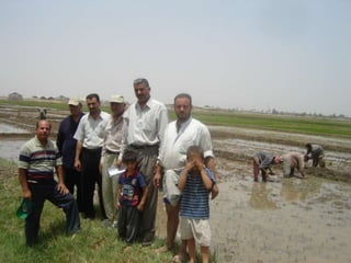 1044 Iraq System of Rice Intensifcation (SRI) Photos | PPT
