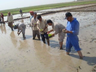 1044 Iraq System of Rice Intensifcation (SRI) Photos | PPT