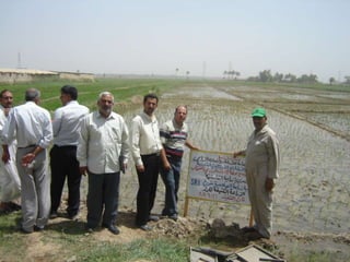 1044 Iraq System of Rice Intensifcation (SRI) Photos | PPT
